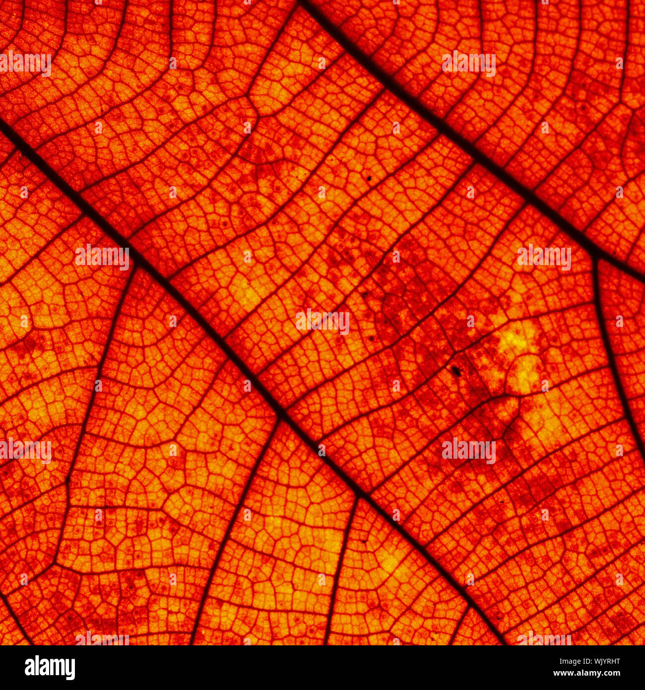 Red leaf abstract background texture Stock Photo - Alamy