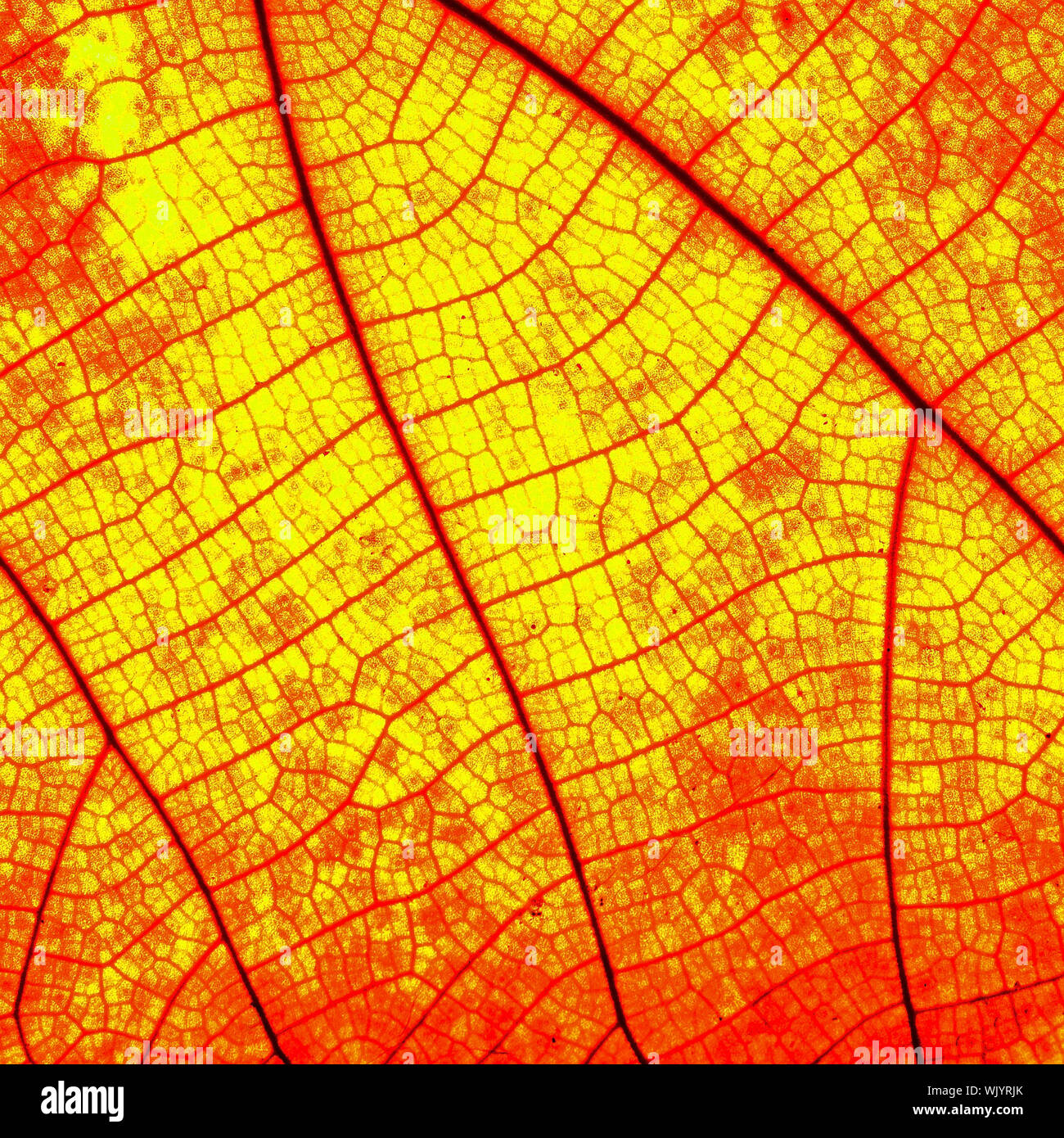 Red leaf abstract background texture Stock Photo - Alamy