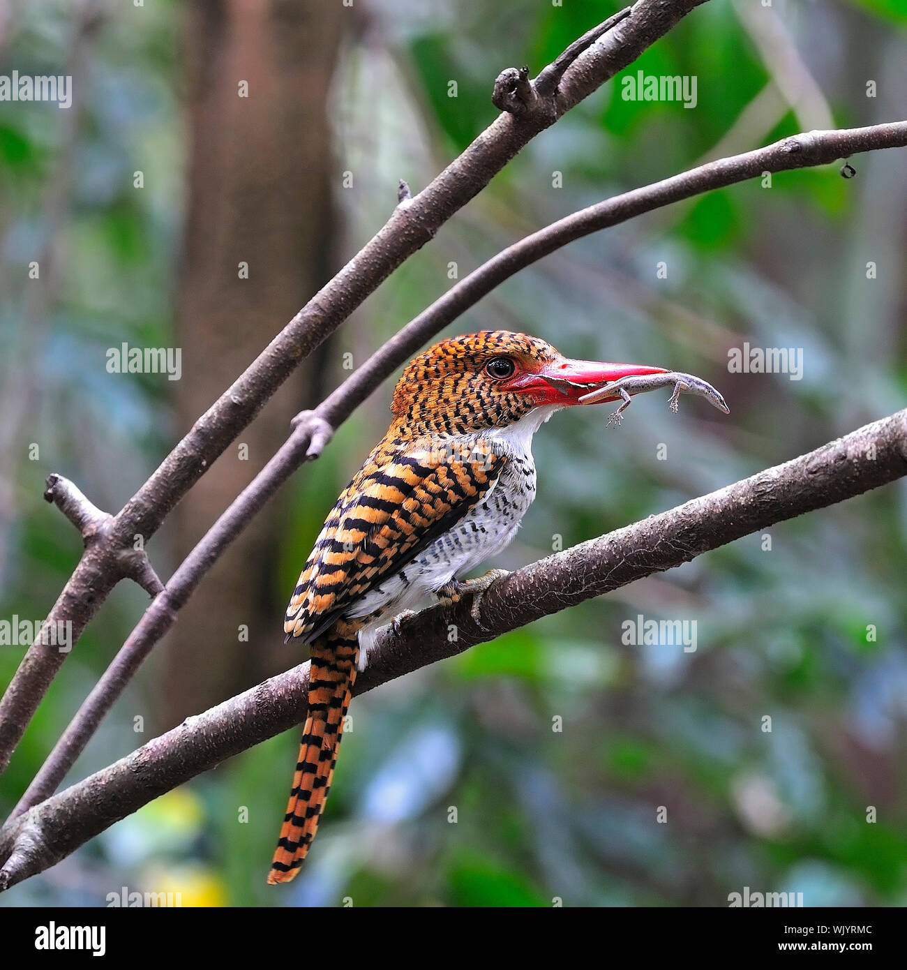 Colorful Kingfisher bird, female Banded Kingfisher (Lacedo pulchella ...