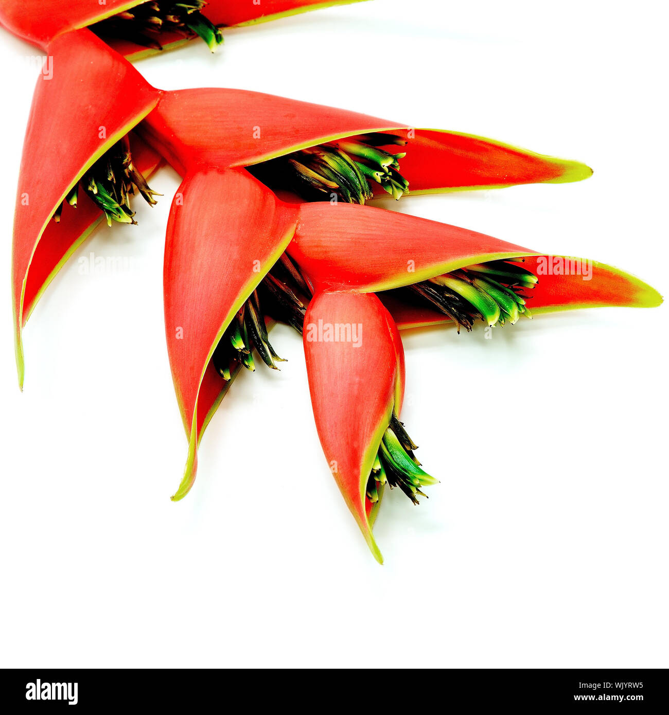 Tropical red heliconia flower (Heliconia stricta), isolated on a white ...