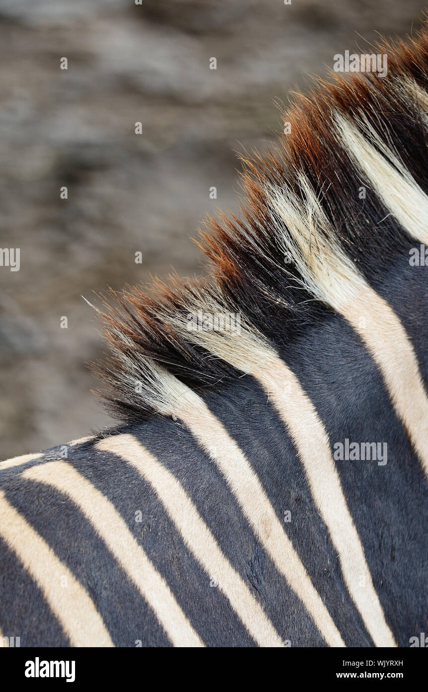 Animal skin, Common Zebra or Burchell's Zebra (Equus burchelli ...