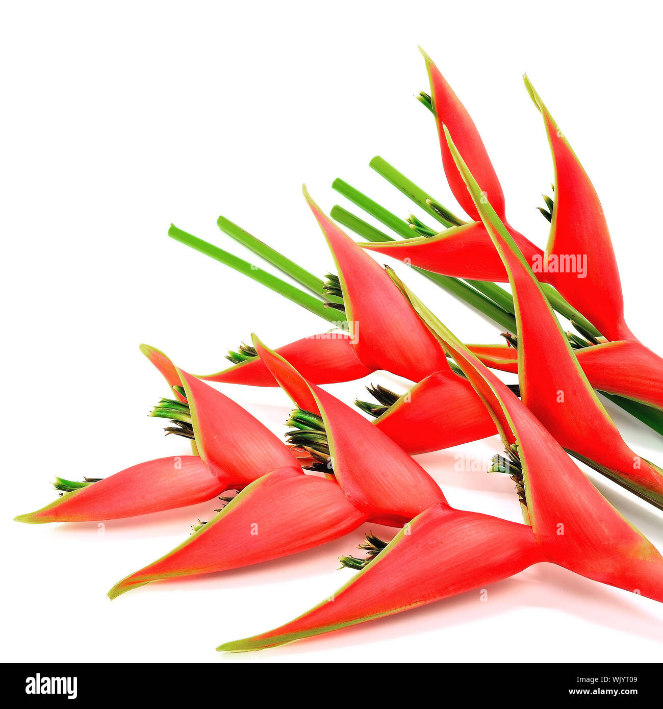 Tropical red heliconia flower (Heliconia stricta), isolated on a white ...
