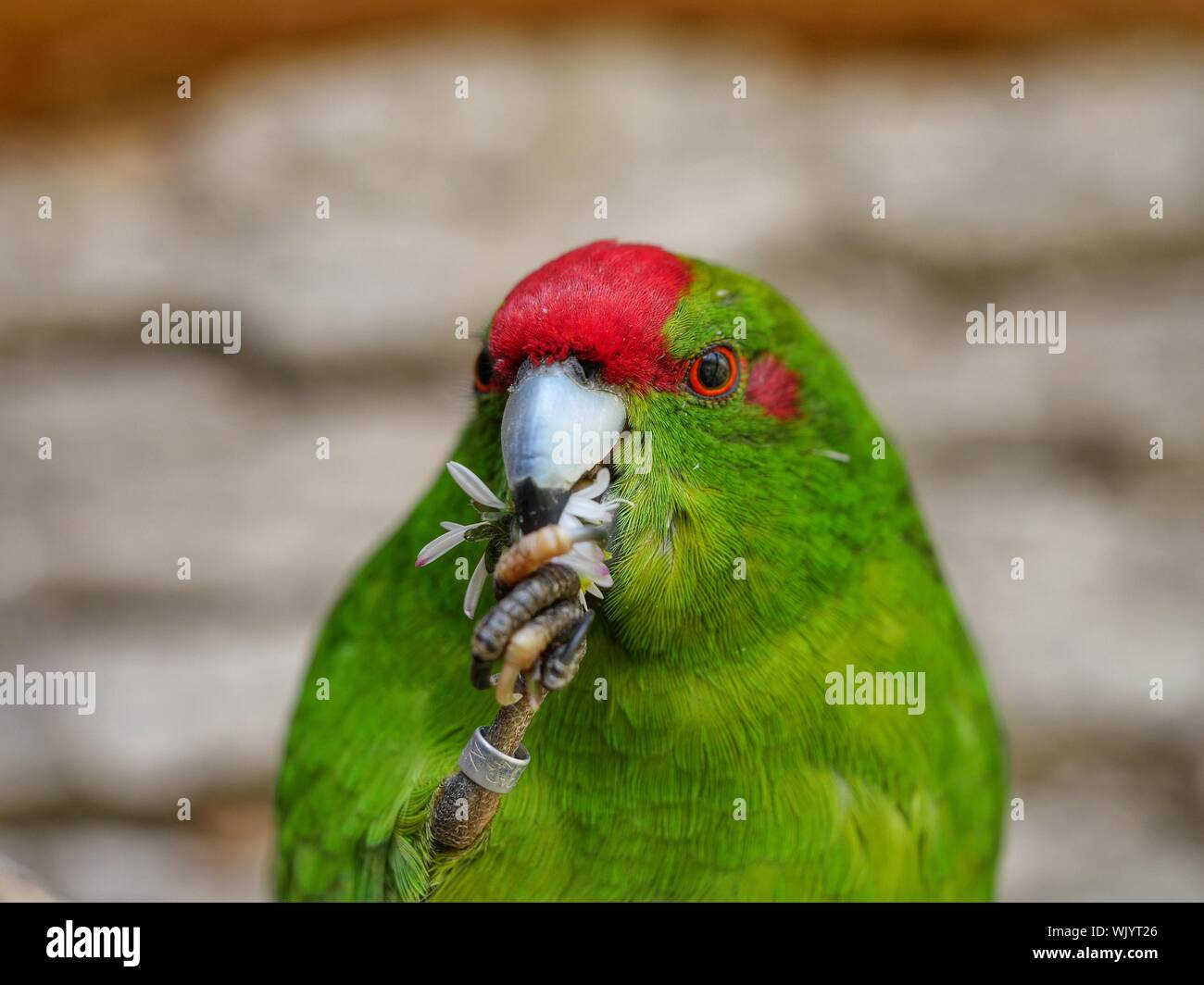 Parrot Feeding High Resolution Stock Photography and Images - Alamy