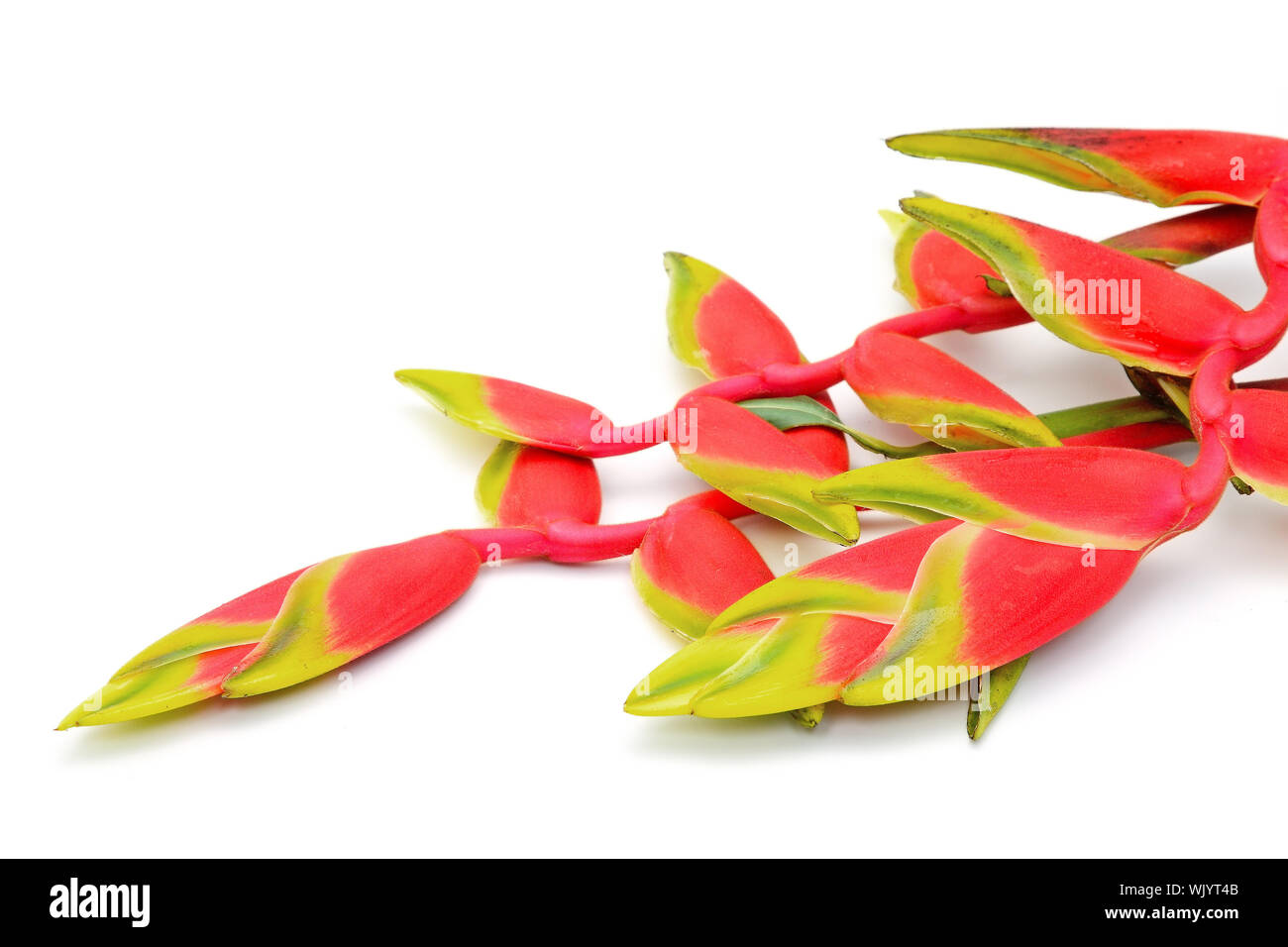 Tropical red Hanging Heliconia or Hanging Lobster Claw, Heliconia ...