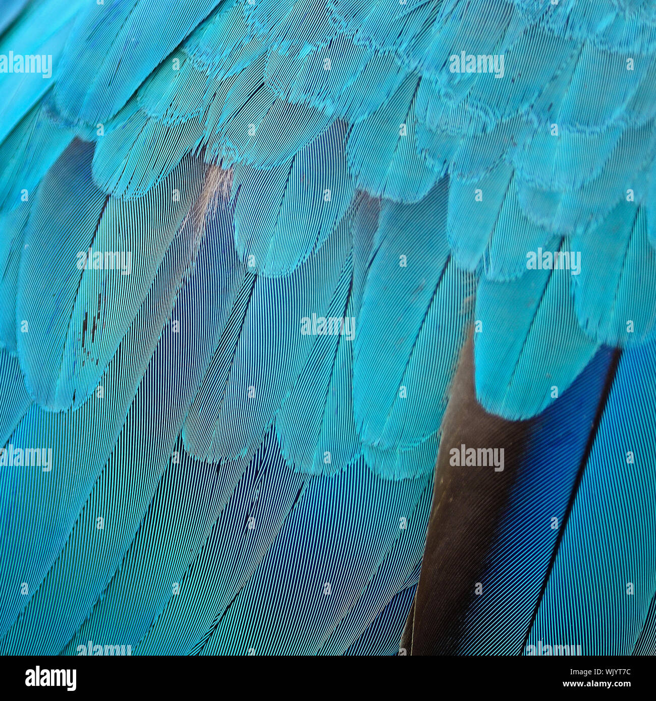 Pattern of Blue and Gold Macaw feathers Stock Photo - Alamy