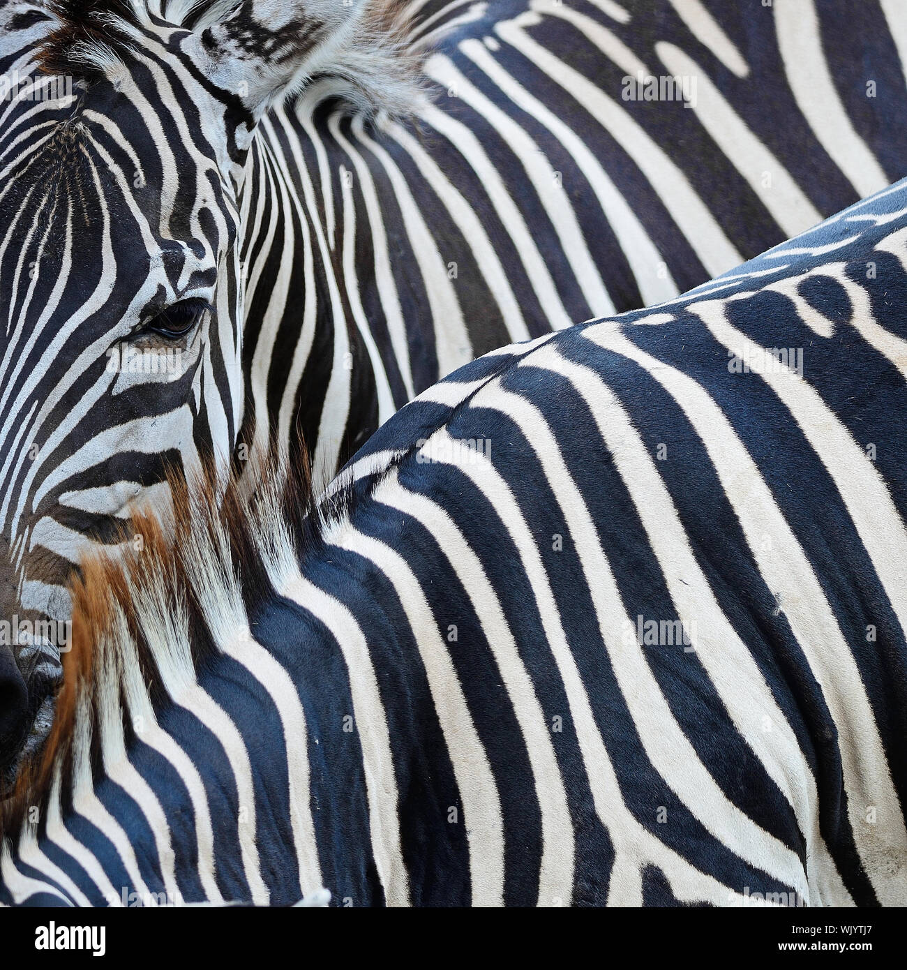 Texture of Common Zebra skin background Stock Photo - Alamy