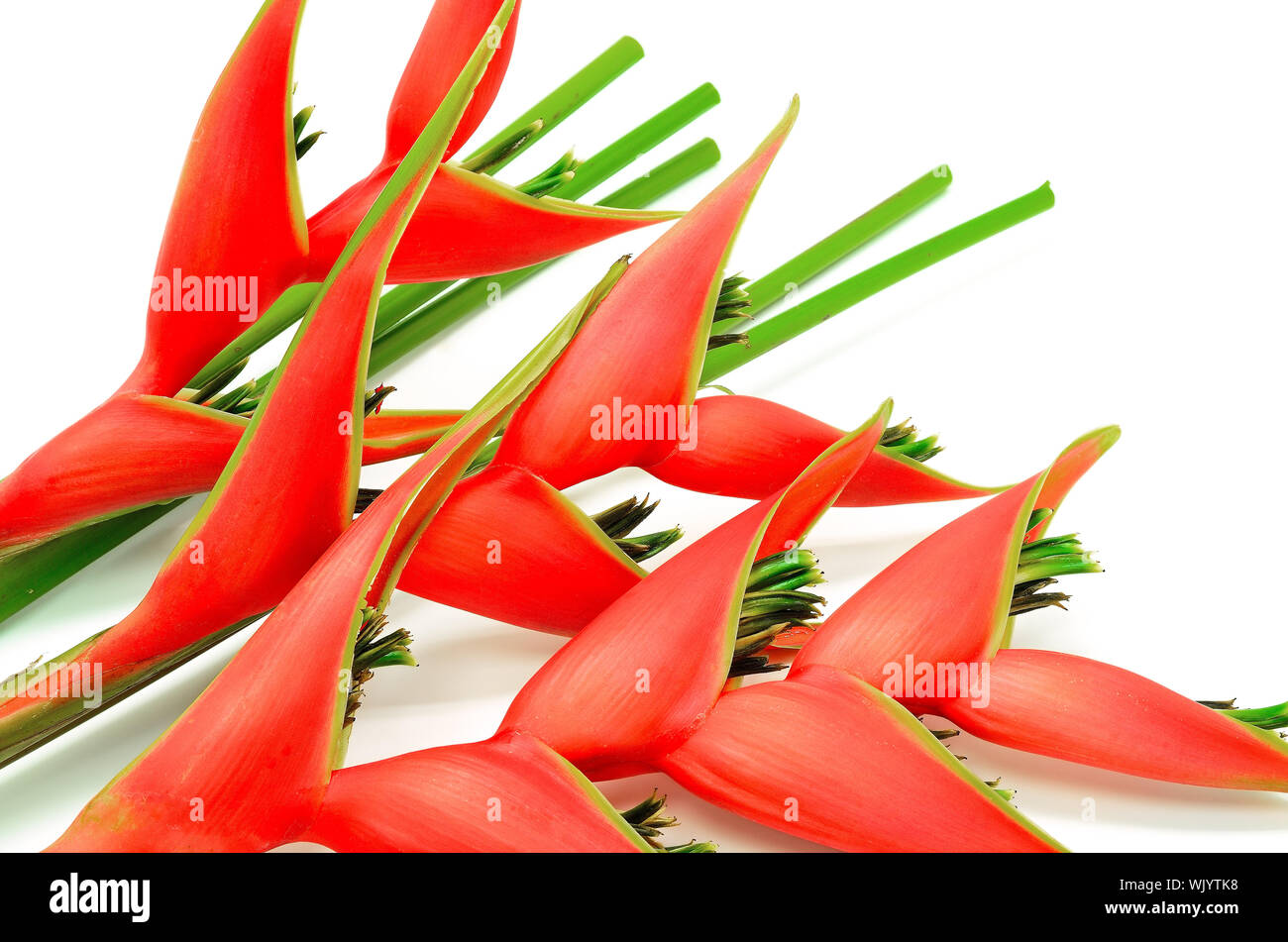 Tropical red heliconia flower (Heliconia stricta), isolated on a white ...