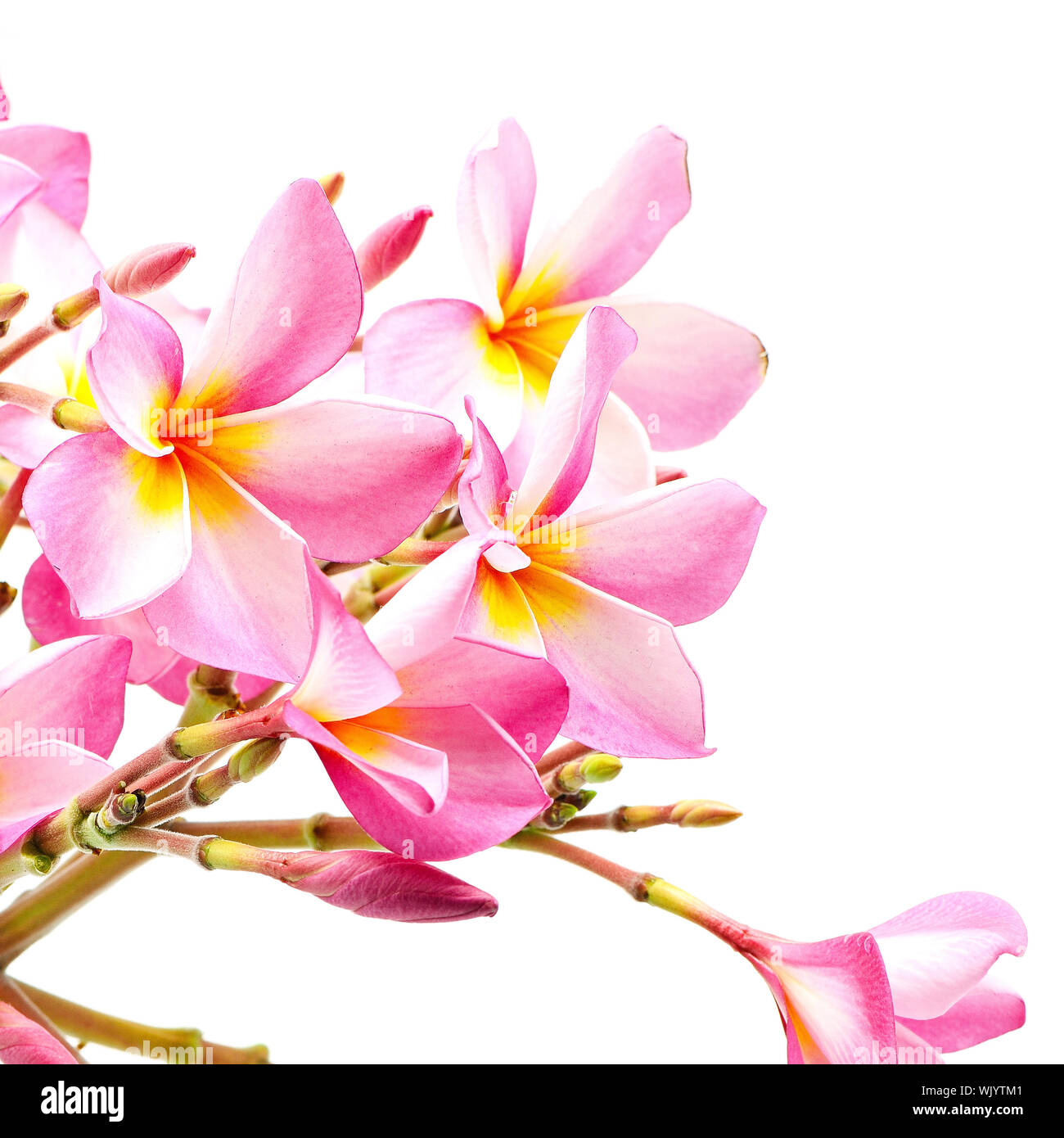 Beautiful pink Plumeria or Fangipani flower, isolated on a white ...