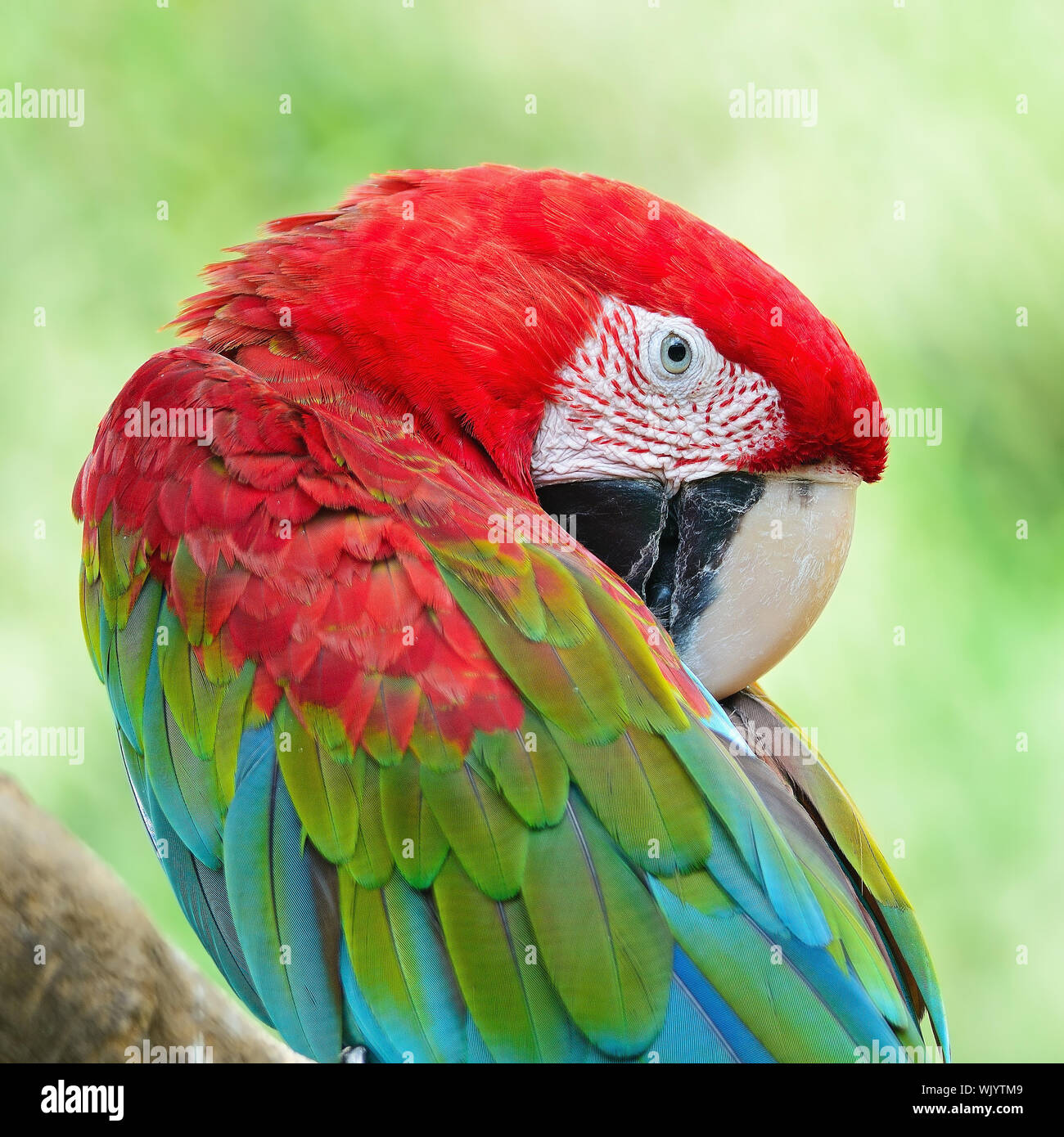 Colorful Greenwinged Macaw aviary, face and back profile Stock Photo ...