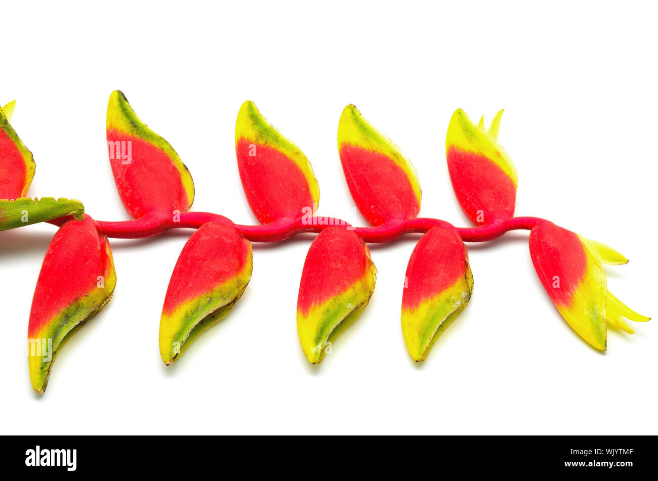 Tropical red Hanging Heliconia or Hanging Lobster Claw, Heliconia ...