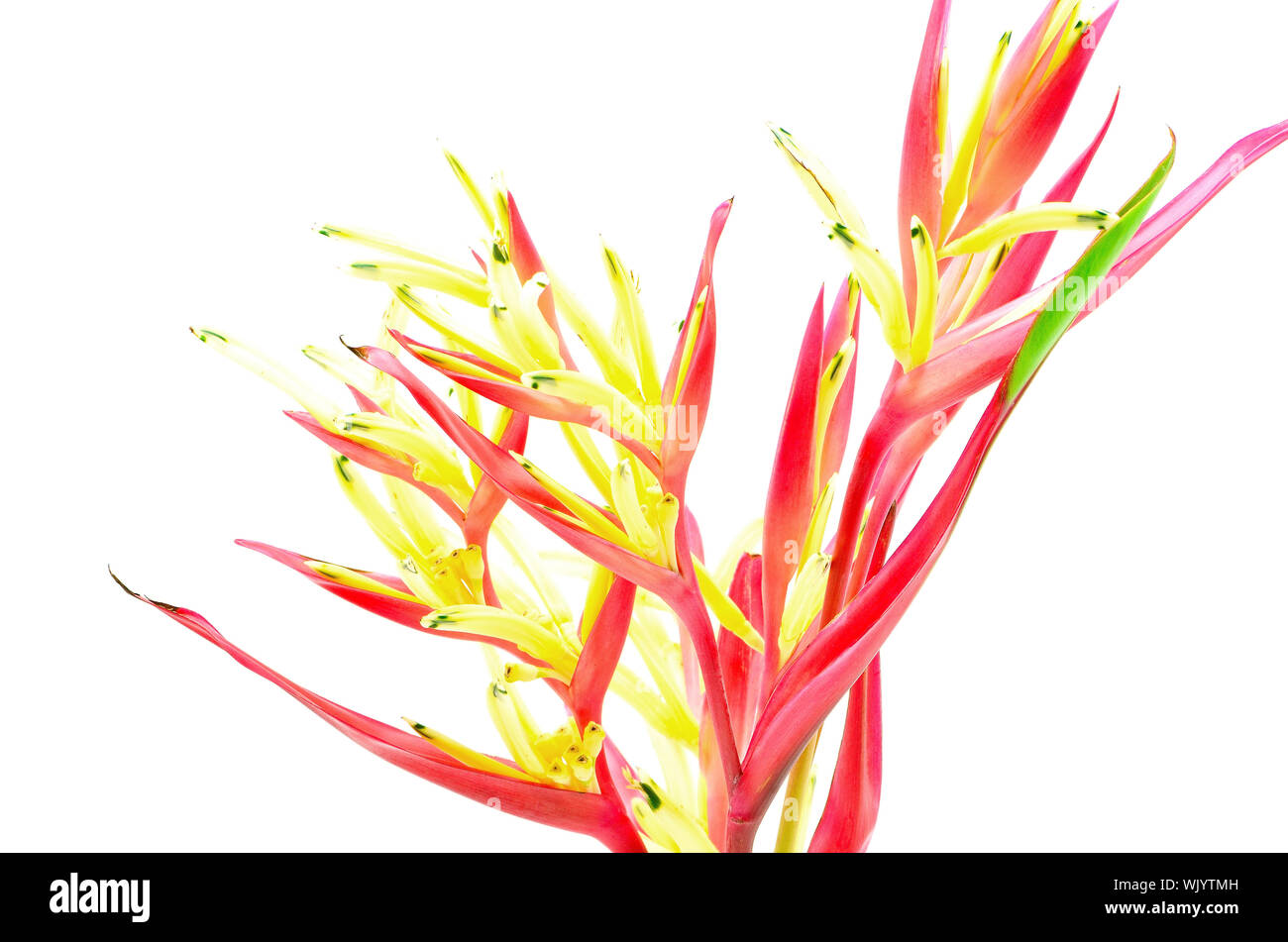 Tropical red Heliconia flower, Heliconia psittacorum LadyDi, isolated ...