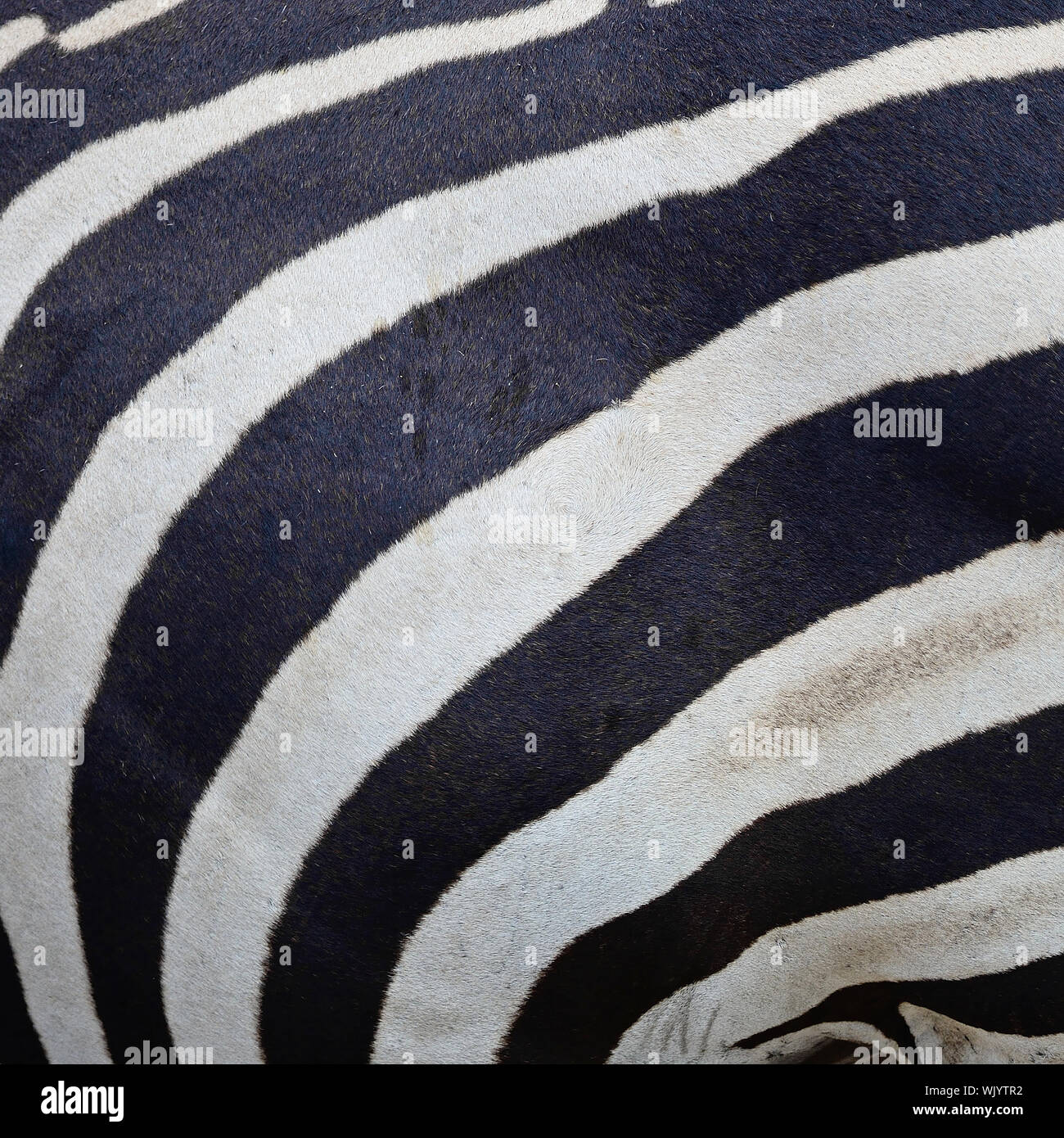 Texture of Common Zebra skin background Stock Photo - Alamy