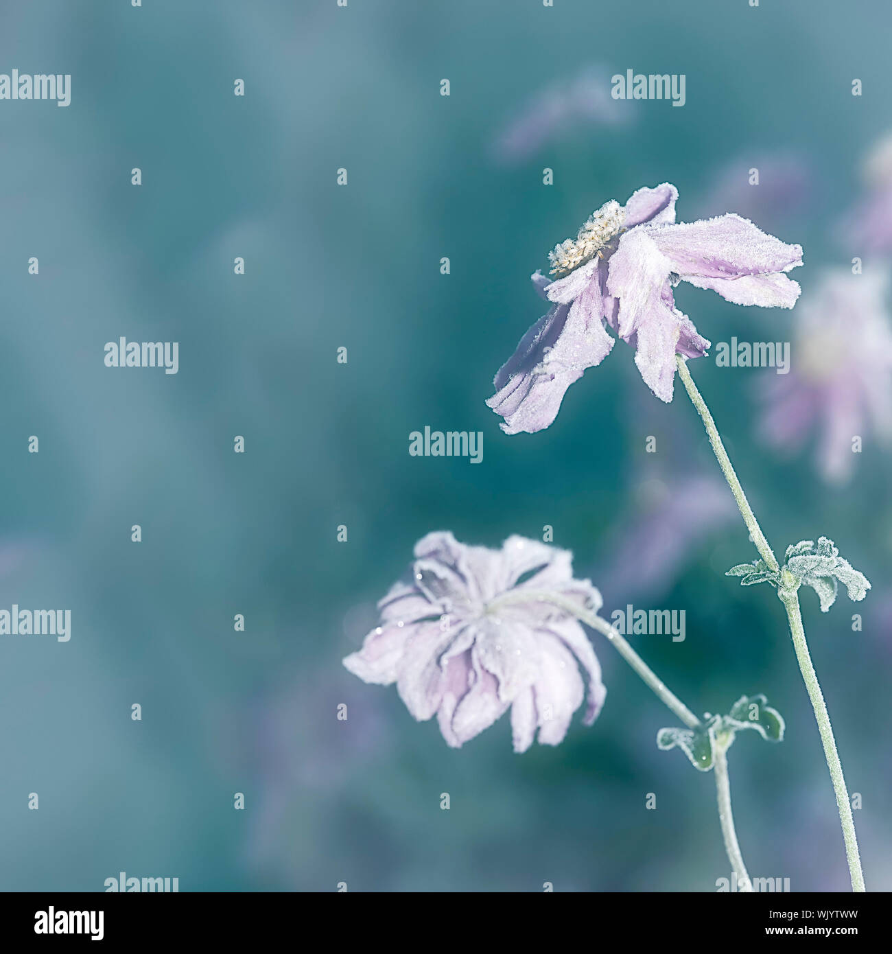 An image of an autumn icy flower Stock Photo - Alamy