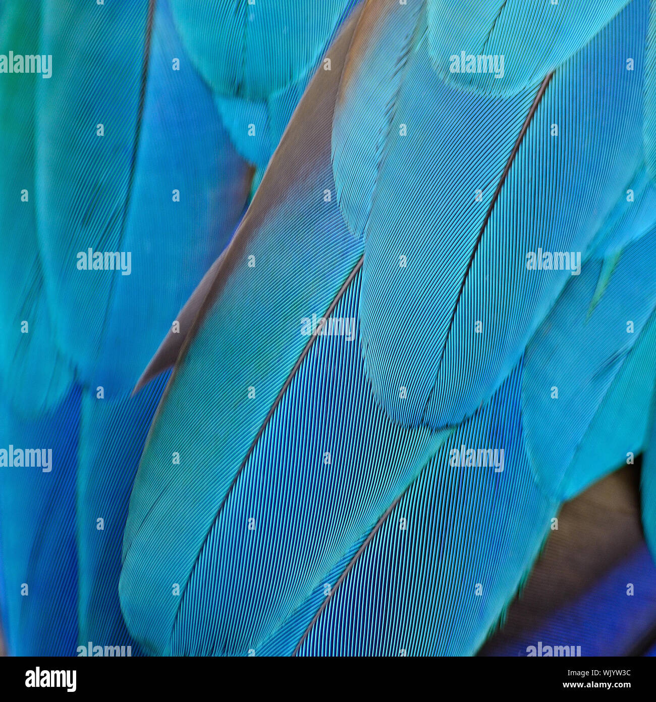 Pattern of Blue and Gold Macaw feathers Stock Photo - Alamy