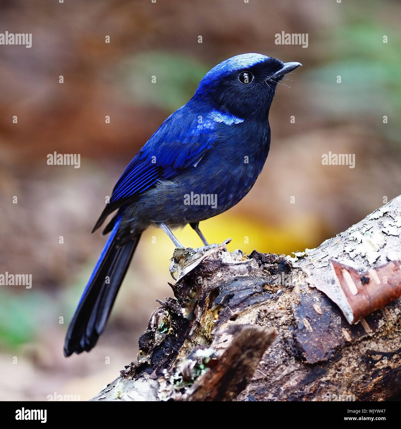Blue bird, male Large Niltava (Niltava granddis), standing on the log ...