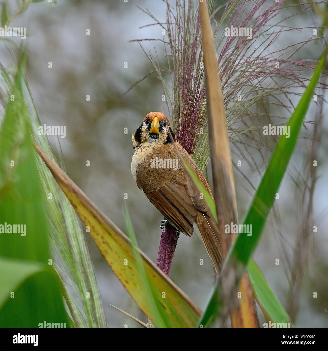 Beautiful Parrotbill, Spot-breasted Parrotbill (Paradoxornis ...