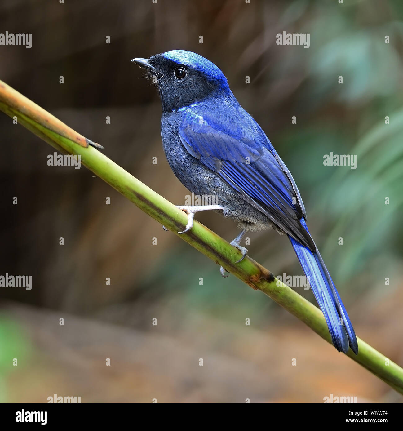 Blue bird, male Large Niltava (Niltava grandis), standing on a branch ...