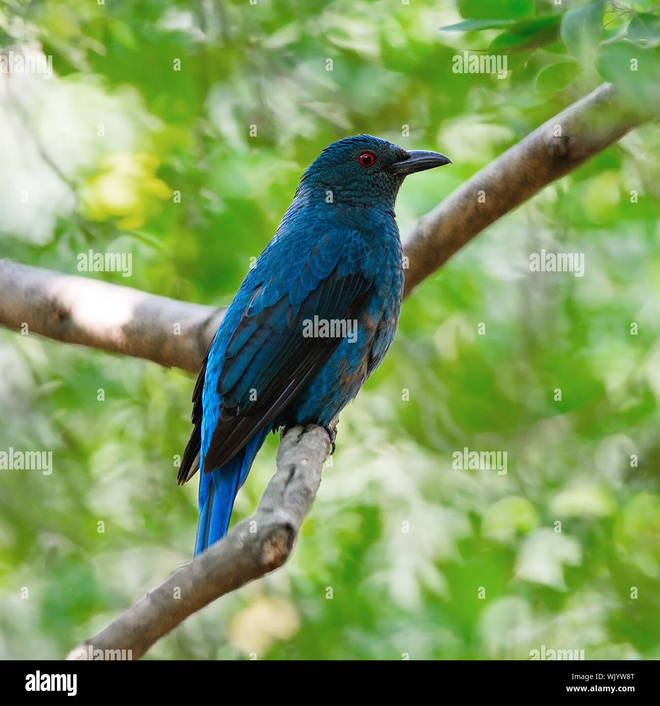 Blue bird, a female Asian Fairy Bluebird (Irena puella), standing on ...