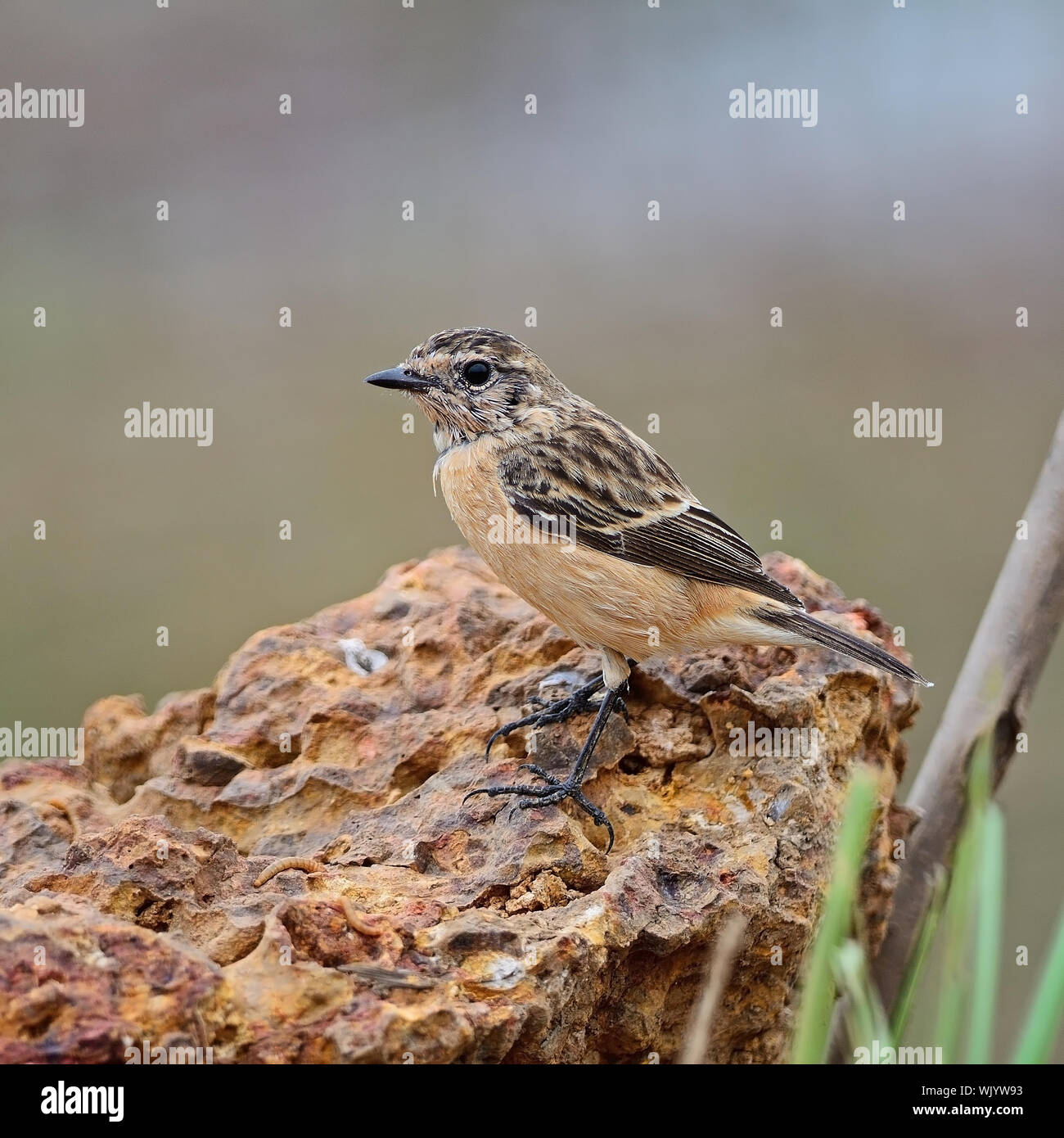 Beautiful grey bird, female Eastern Stonechat (Saxicola stejnegeri ...