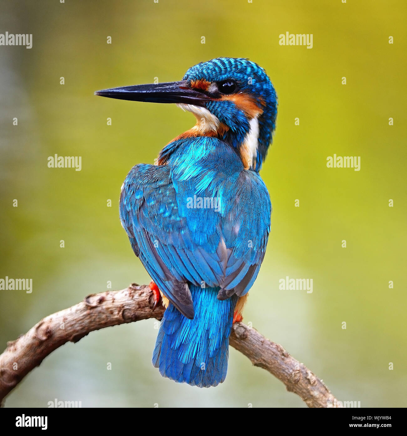 Beautiful blue Kingfisher bird, male Common Kingfisher (Alcedo atthis ...
