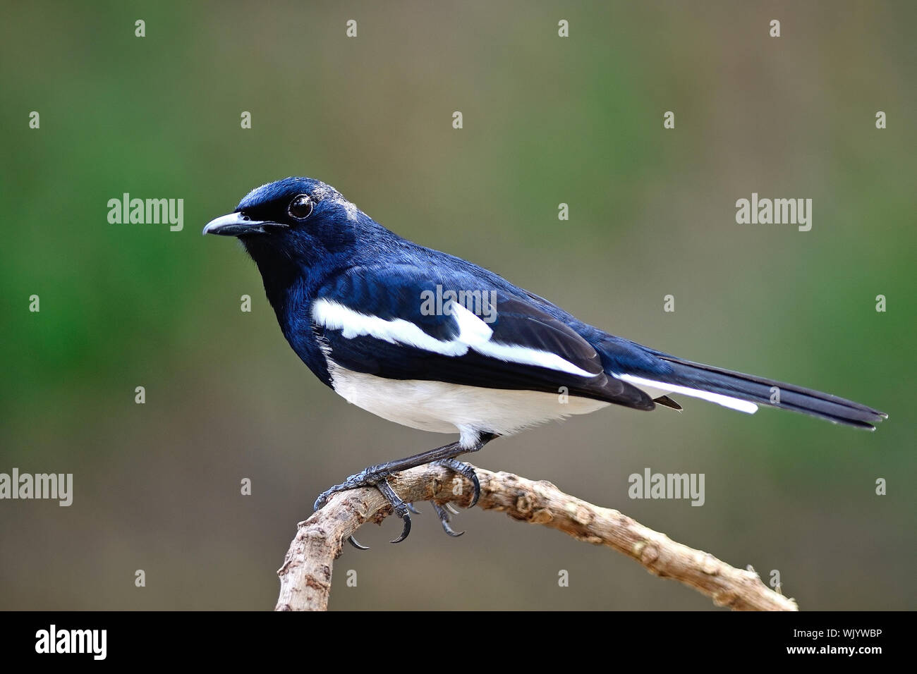 Beautiful black and white bird, male Oriental Magpie Robin (Copsychus ...