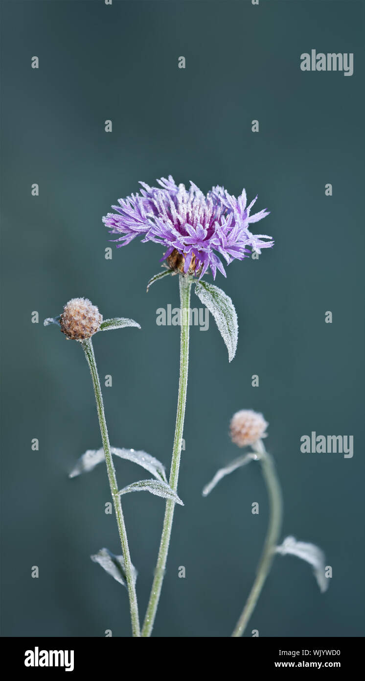 An image of an autumn icy flower Stock Photo - Alamy