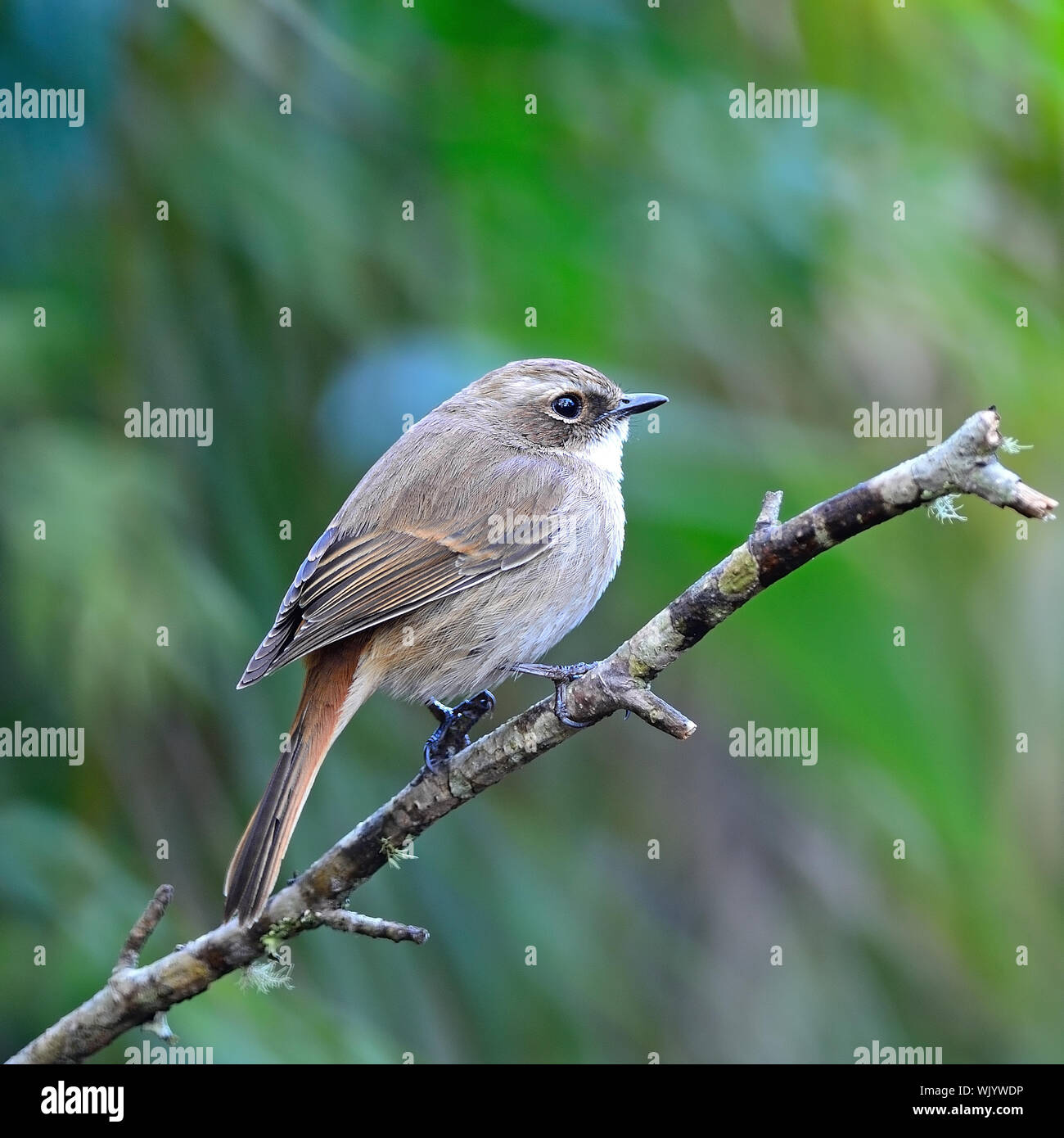 Beautiful grey bird, female Grey Bushchat (Saxicola ferreaus), standing ...