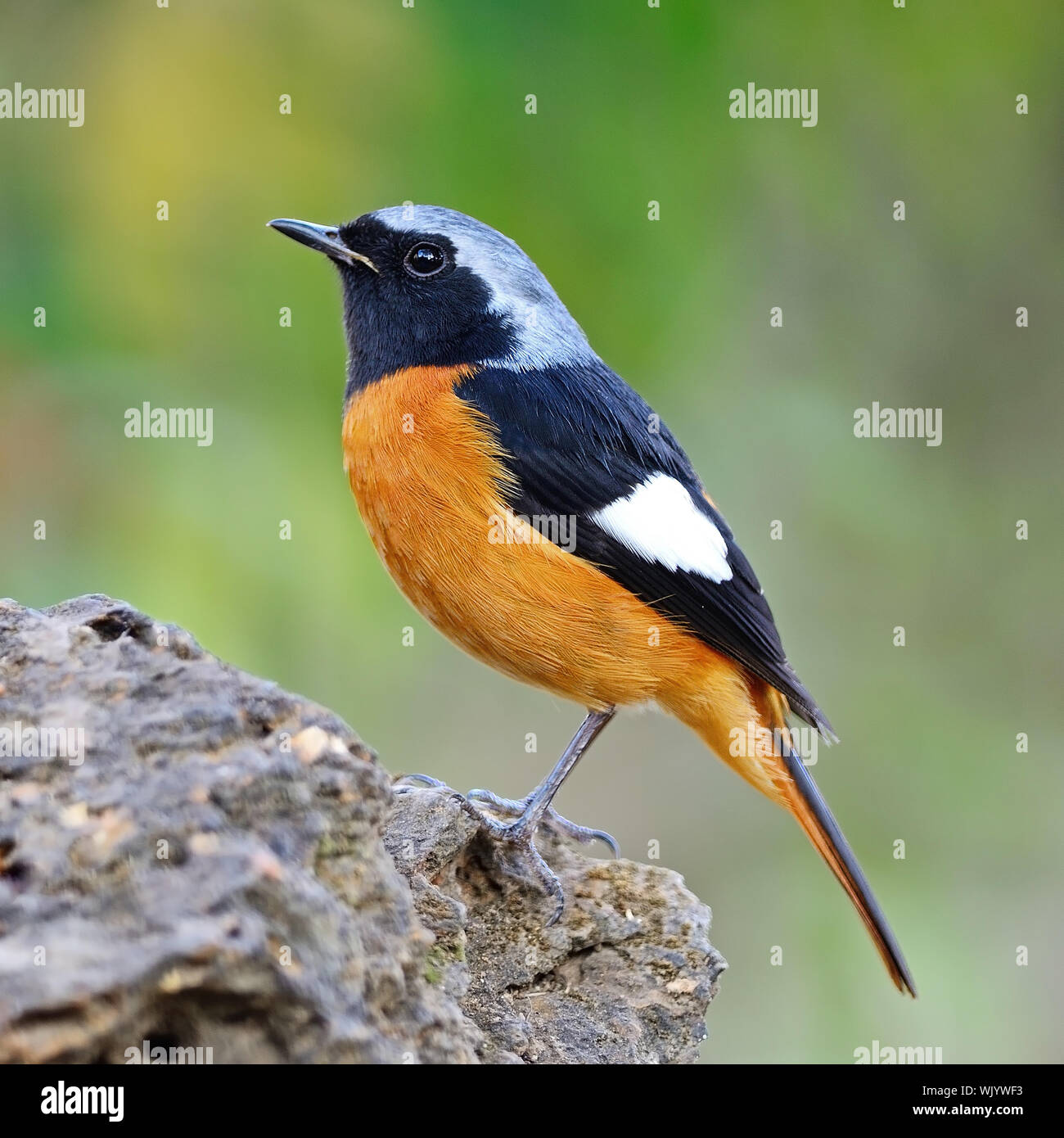 Colorful orange bird, male Daurian Redstart (Phoenicurus auroreus ...