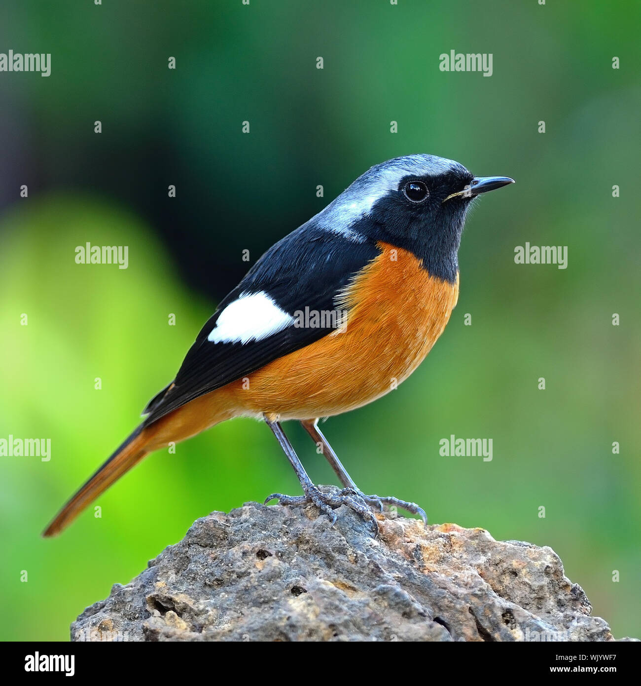 Colorful orange bird, male Daurian Redstart (Phoenicurus auroreus ...