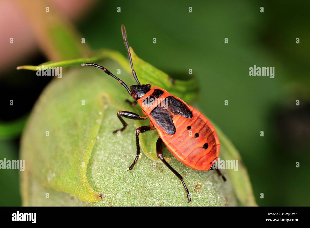 Fire Beetle High Resolution Stock Photography and Images - Alamy