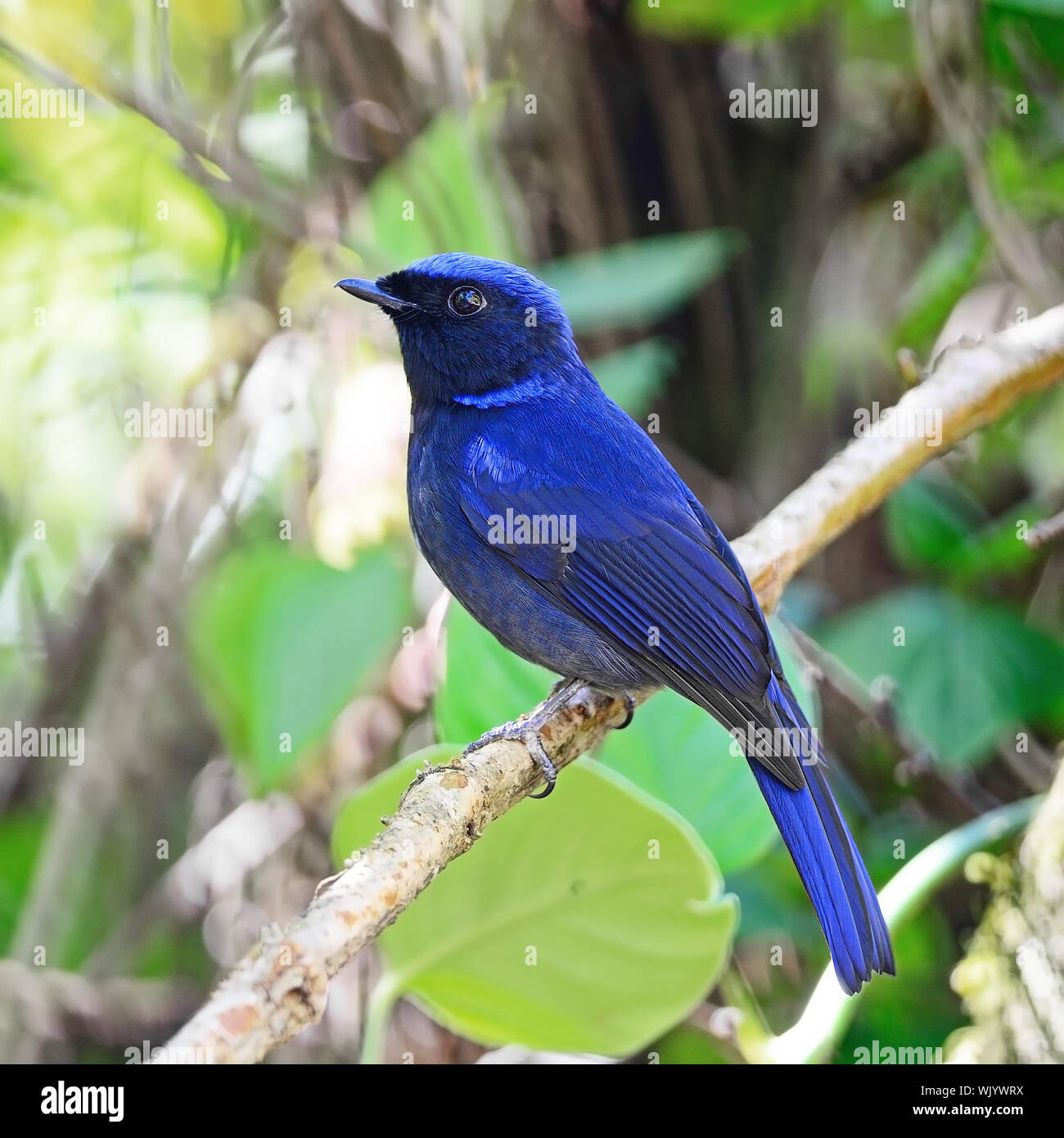 Colorful blue bird, male Large Niltava (Niltava grandis), standing on a ...