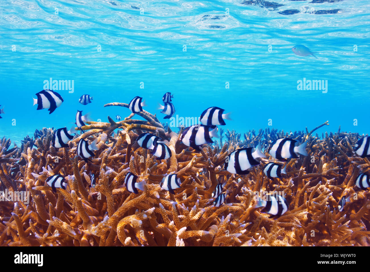 Coral reef at South Ari Atoll, Maldives Stock Photo - Alamy