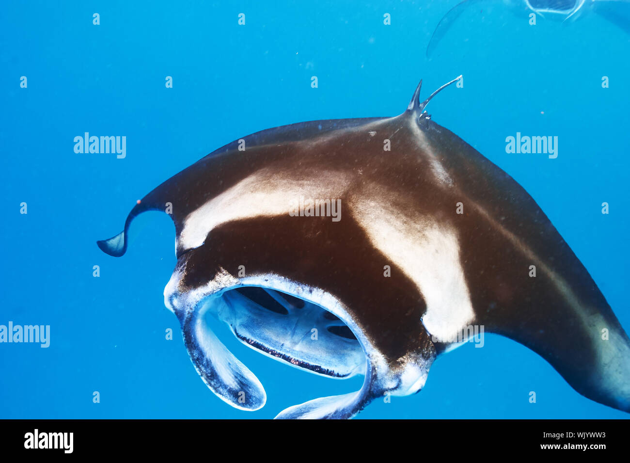 Manta ray floating underwater among plankton Stock Photo - Alamy