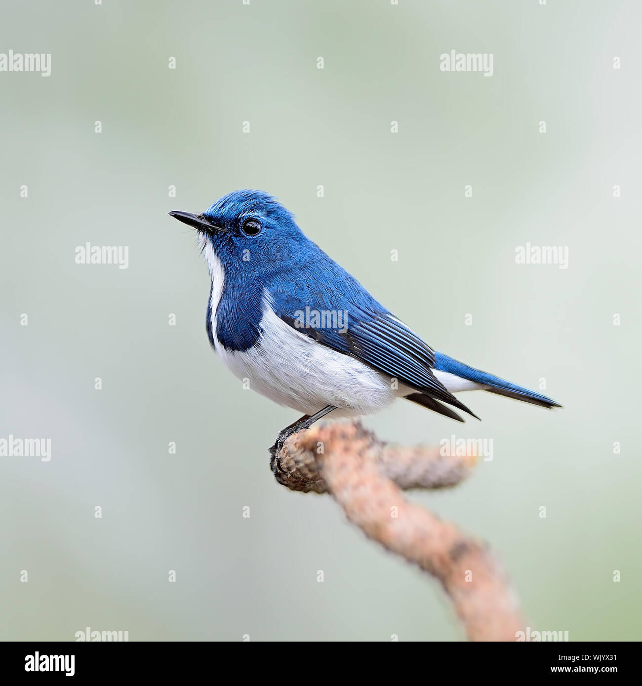 Colorful blue and white bird, male Ultramarine Flycatcher (Ficedula ...