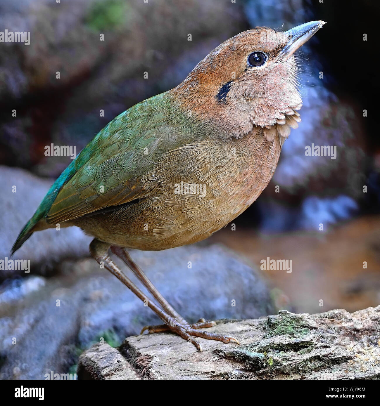 Beautiful brown bird, male Rusty-naped Pitta (Pitta oatesi), standing ...