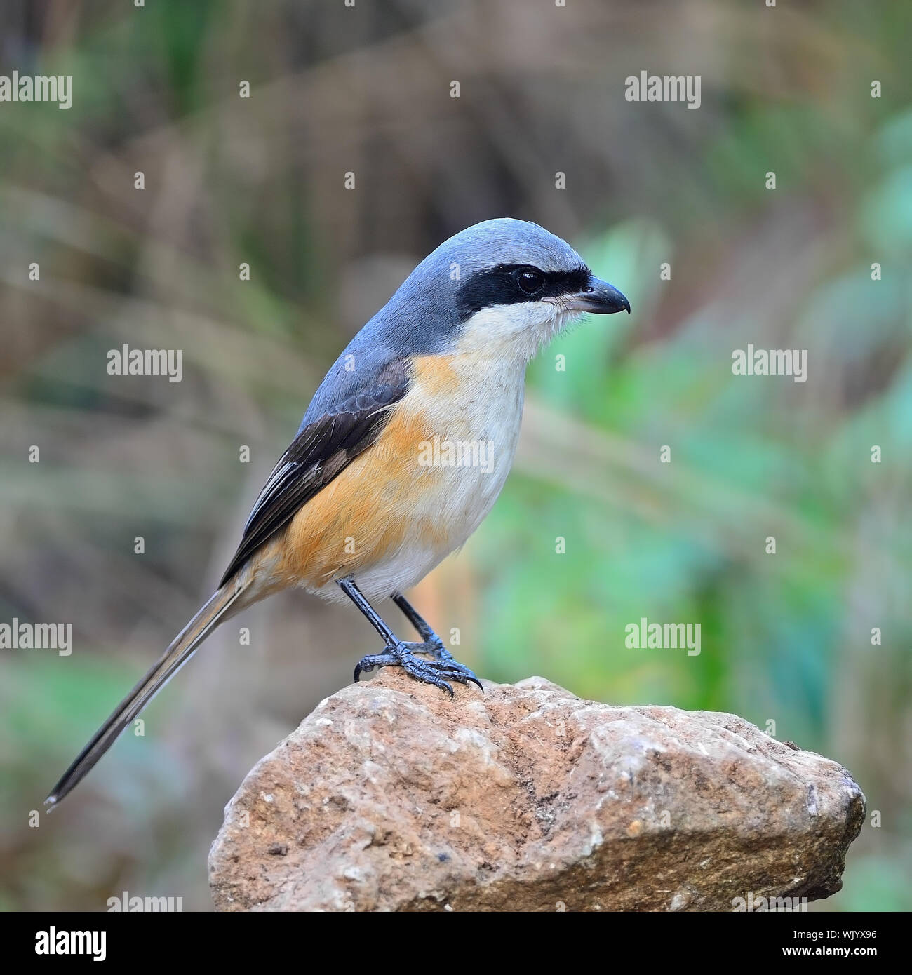Beautiful grey bird, Grey-backed Shrike (Lanius tephronotus), standing ...