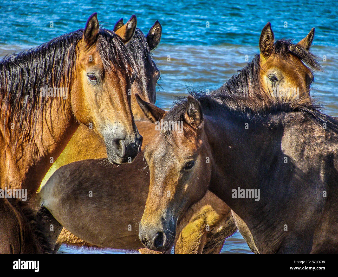 Four horses hi-res stock photography and images - Alamy