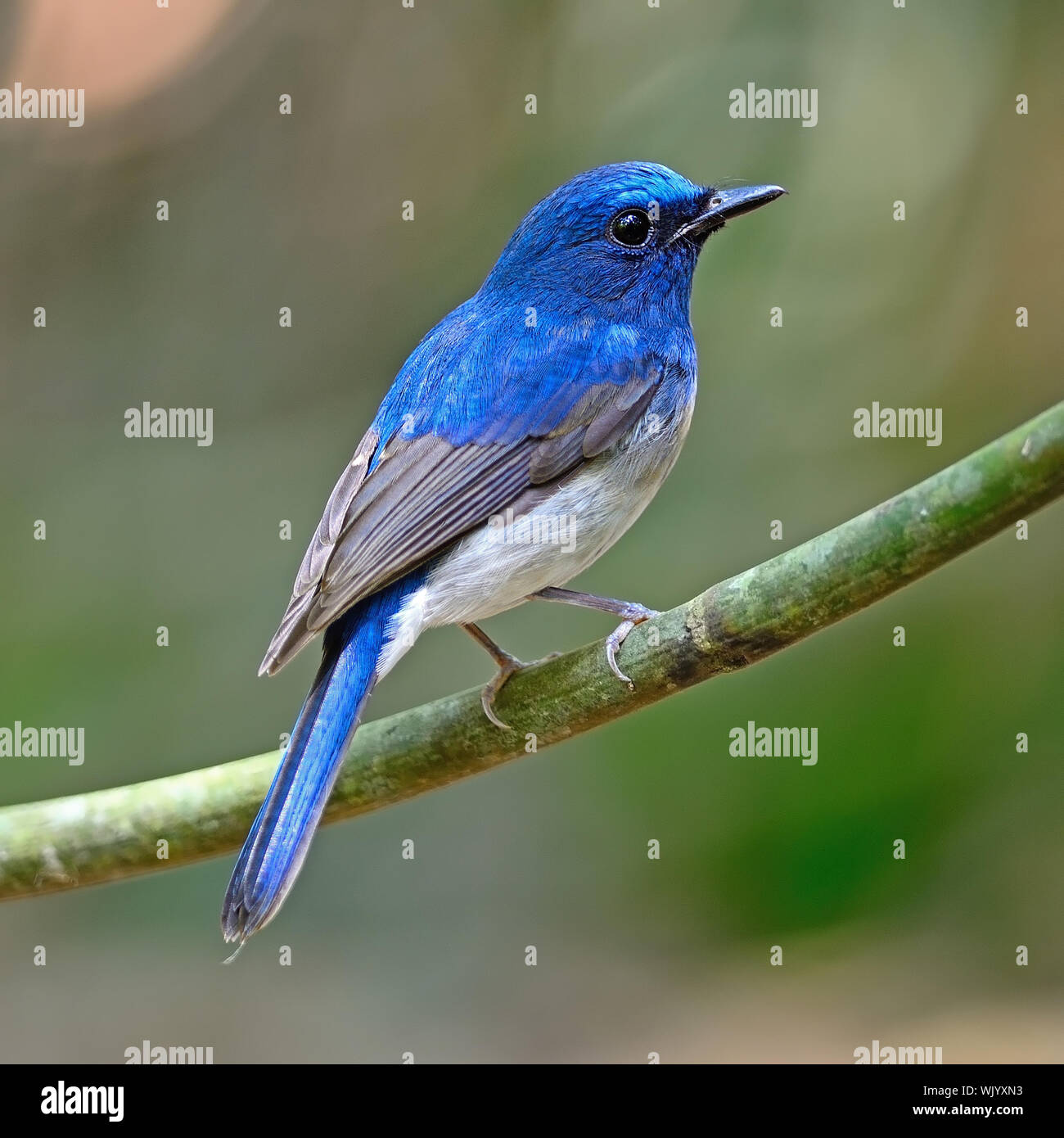 Colorful blue bird, male Hainan Blue Flycatcher (Cyornis hainana ...