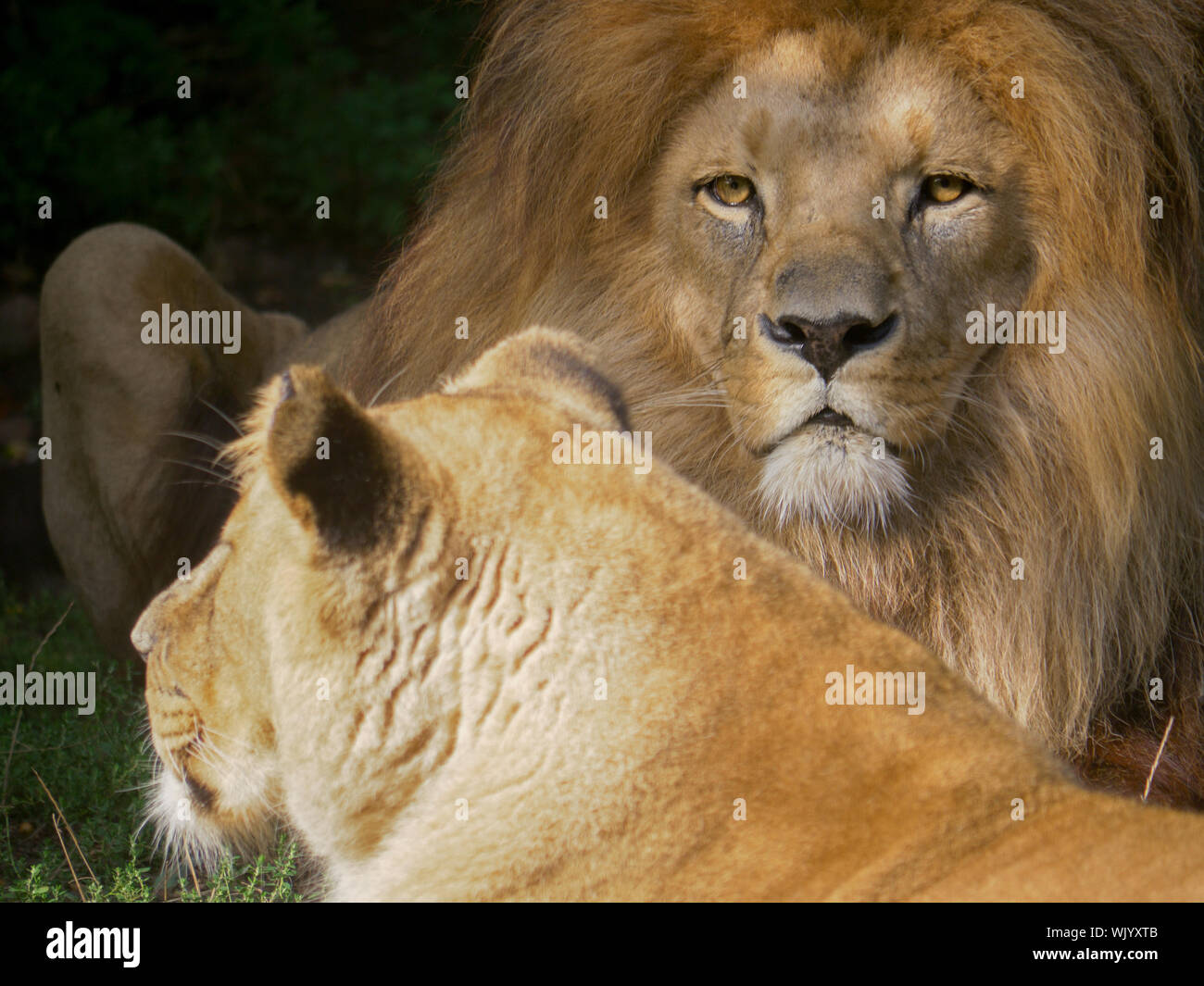 Scenic Close up portrait view couple of Lions relaxing Stock Photo - Alamy