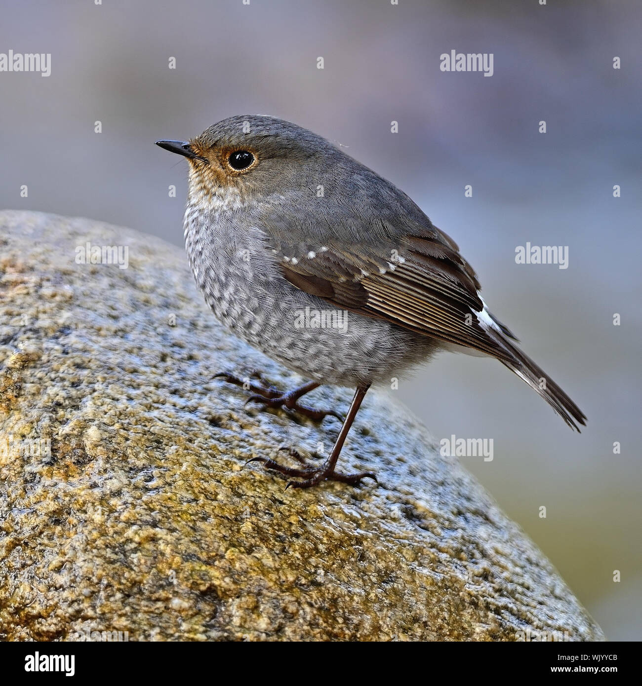 Beautiful grey bird, female Plumbeous Redstart (Rhyacomis fuliginosa ...