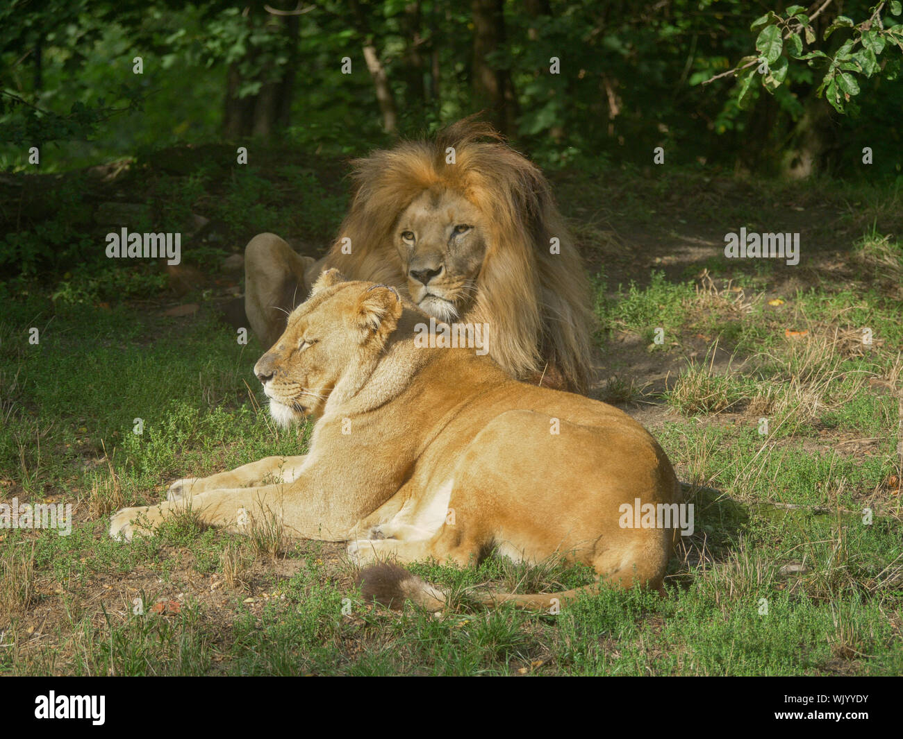 Scenic Close up portrait view couple of Lions relaxing Stock Photo - Alamy