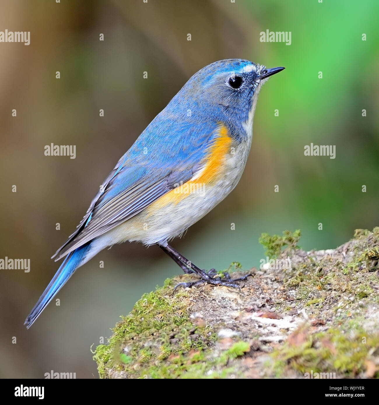 Colorful blue bird, male Red-flanked Bluetail (Tarsiger cyanurus ...