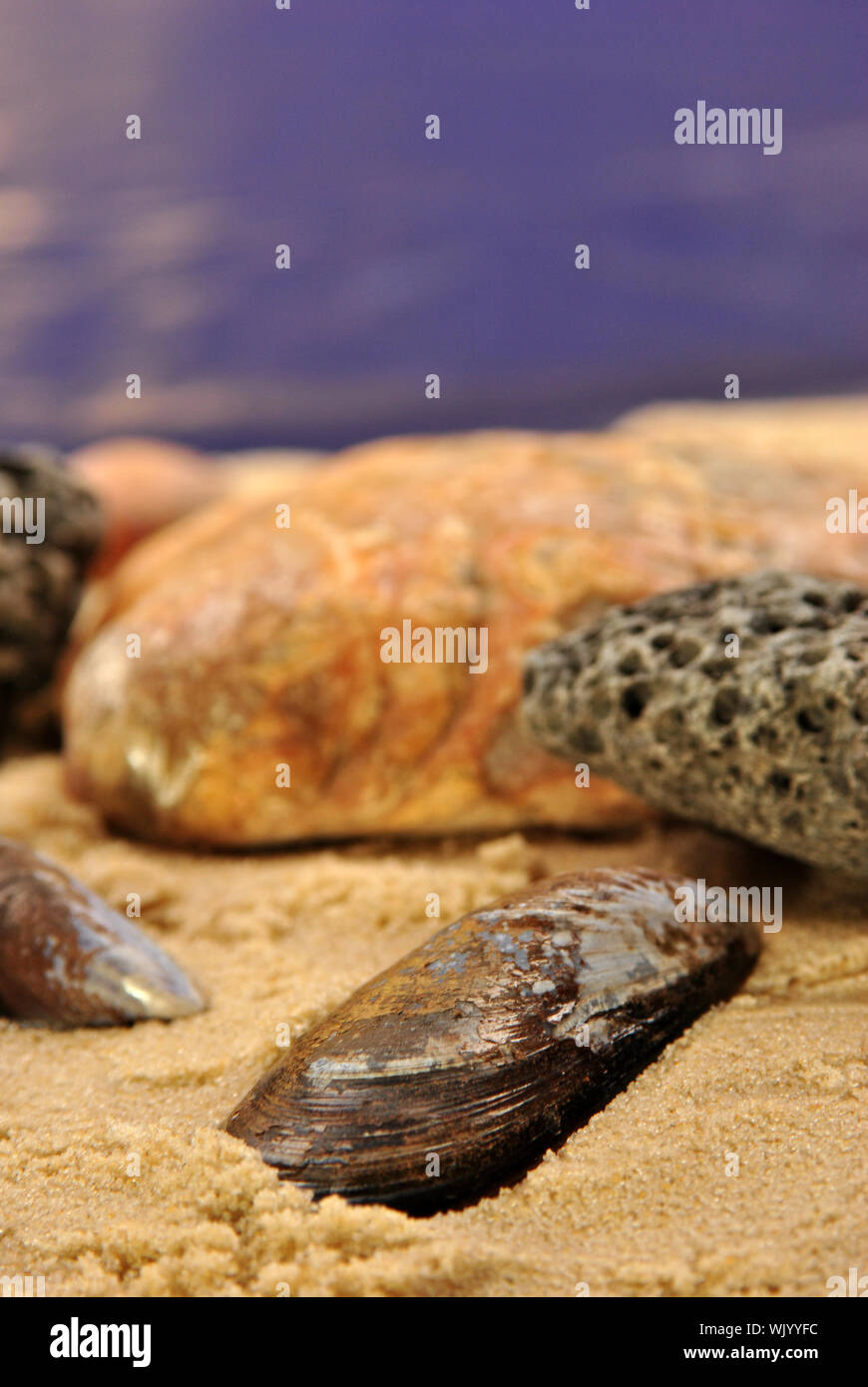 some open mussel on a sandy beach Stock Photo - Alamy