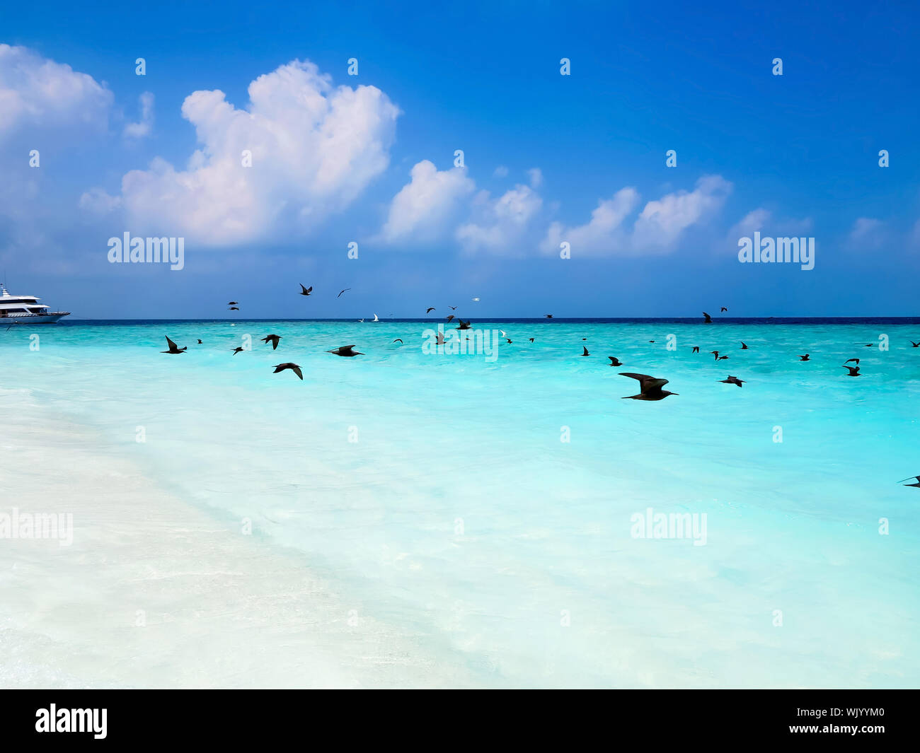 Birds flying over the coastal water Stock Photo - Alamy