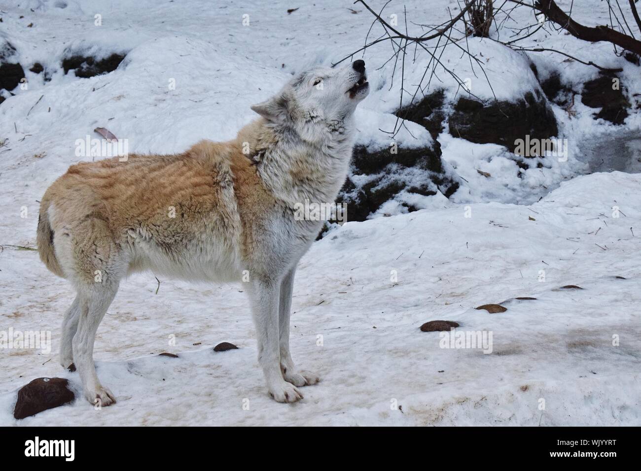 Dog howling hi-res stock photography and images - Alamy
