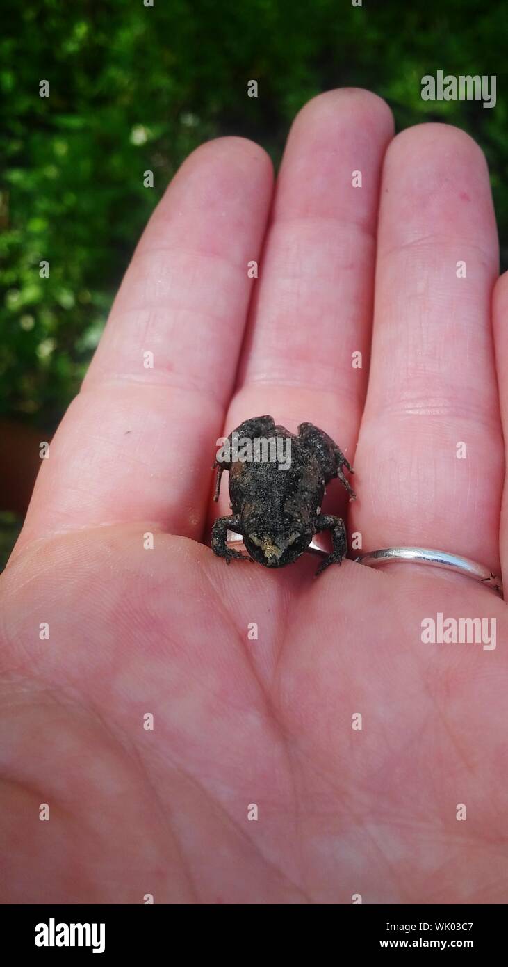 A hand holding a frog hi-res stock photography and images - Alamy