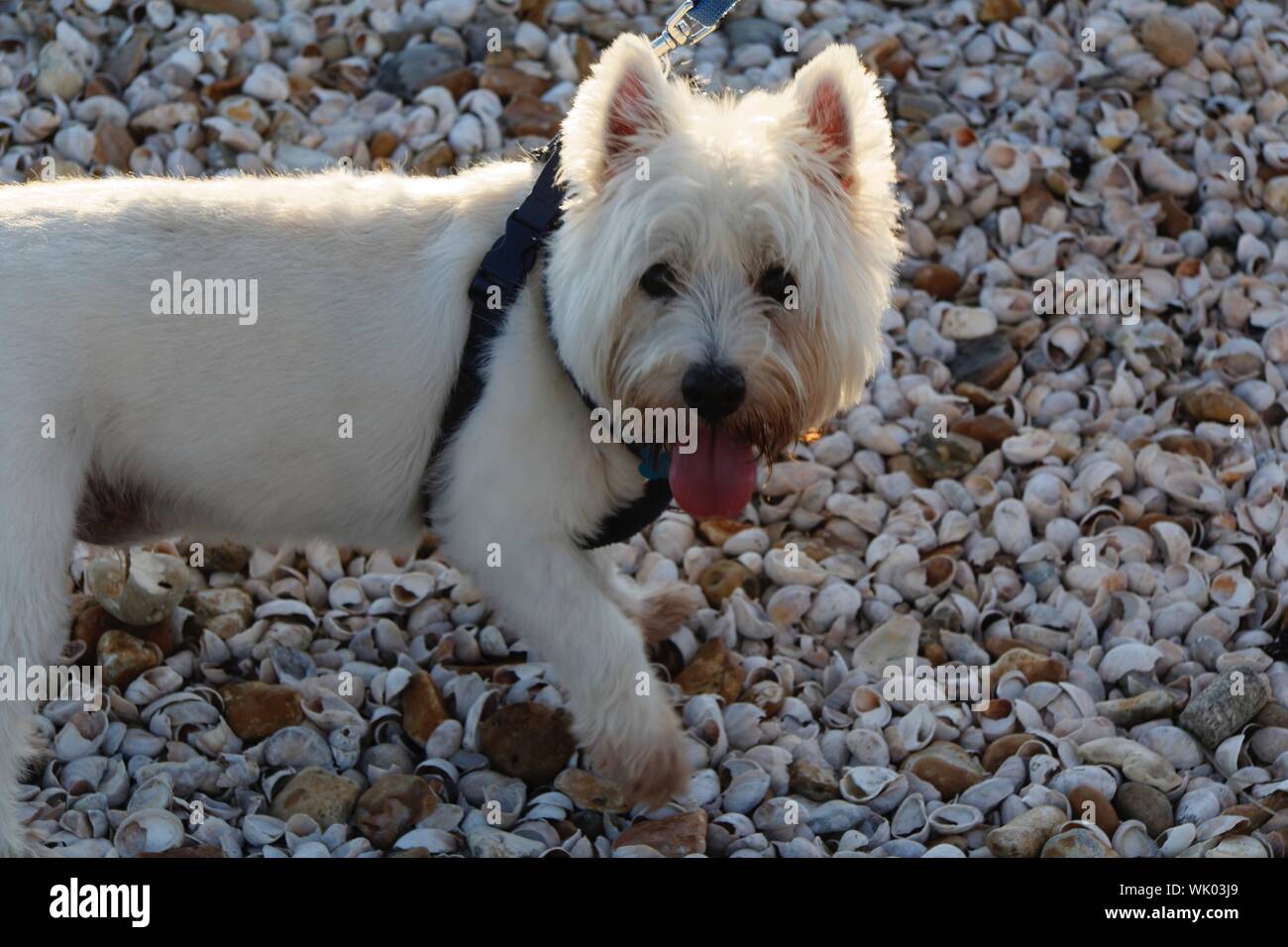 Puppy profile hi-res stock photography and images - Alamy