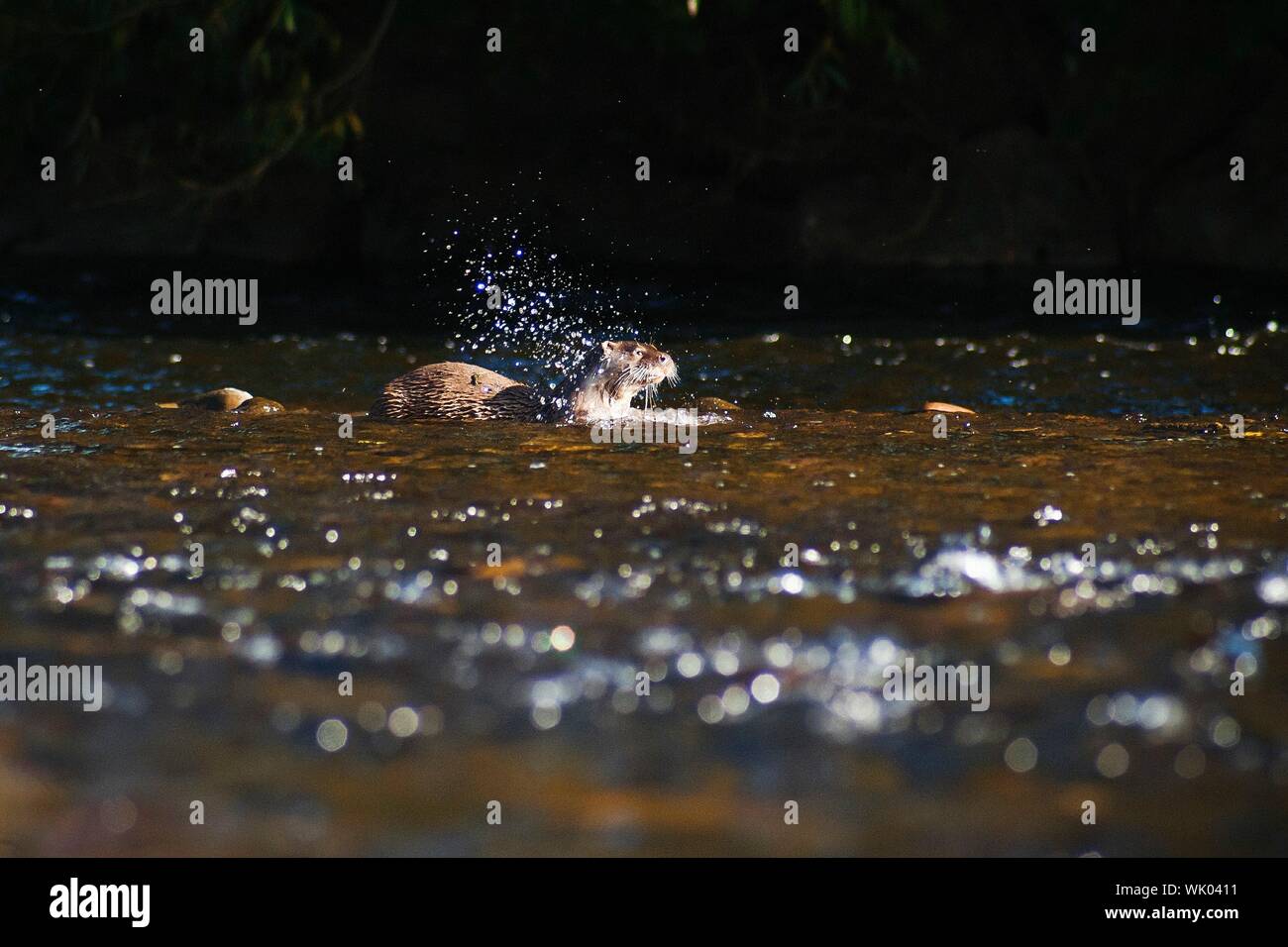 Weasel In Nature High Resolution Stock Photography and Images - Alamy