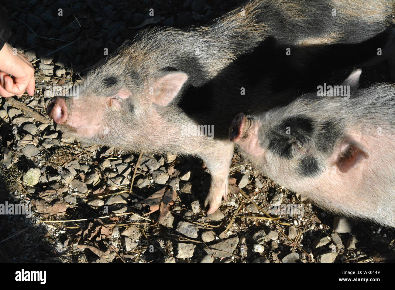 Real pigs hi-res stock photography and images - Alamy