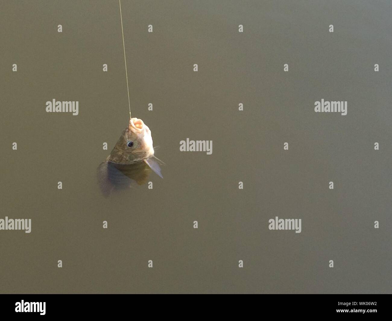 Rod caught hi-res stock photography and images - Alamy